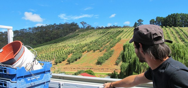 Fruit Picking on a Working Holiday Visa - Australia Backpackers Guide
