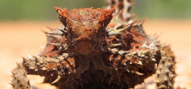 Strange animals in Australia - An overview