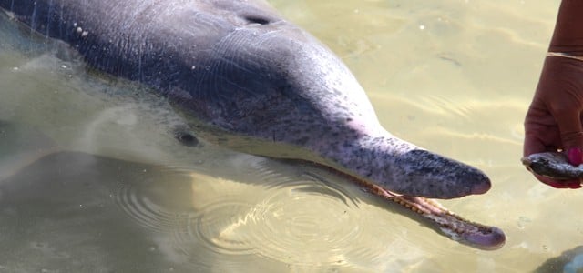 Dolphin Feeding in Tin Can Bay - Australia Backpackers Guide