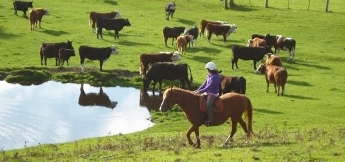 Volunteering Australia - Wwoofing & HelpX - The Backpackers Guide