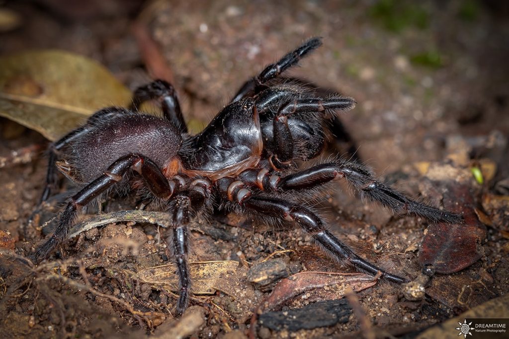 Spiders in Australia - Everything you need to know